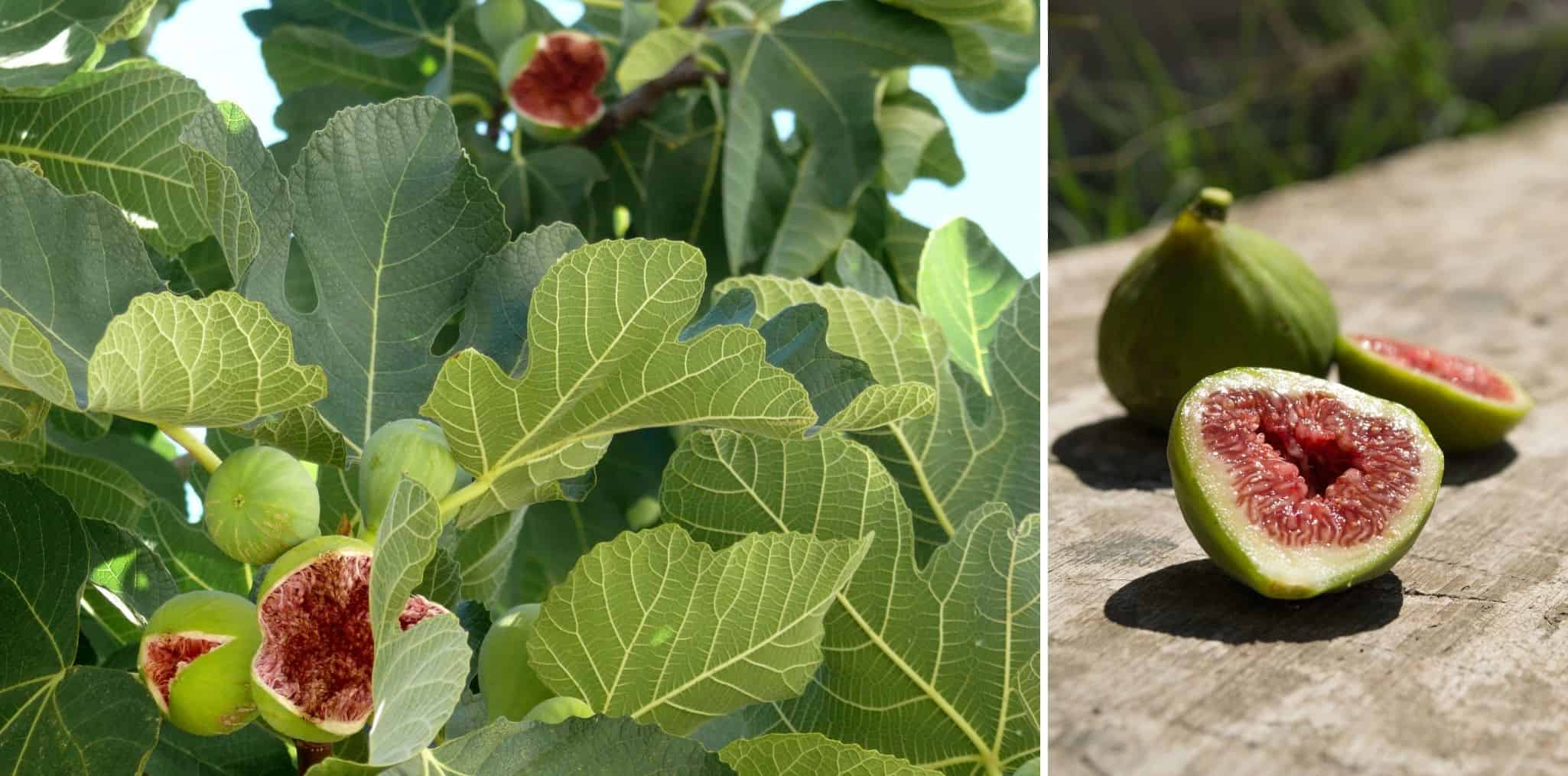 Neka smokve budu vaš današnji međuobrok pun zdravlja - Slowliving.hr