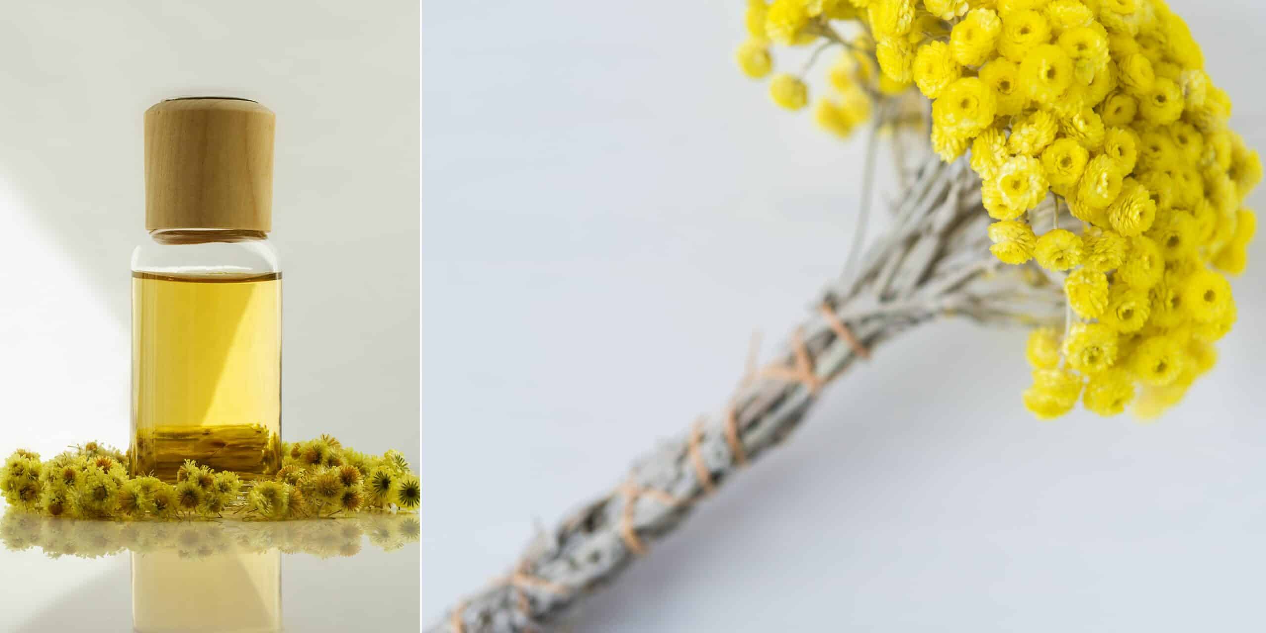 Smilje - čarobna biljka za vječnu ljepotu - Slowliving.hr